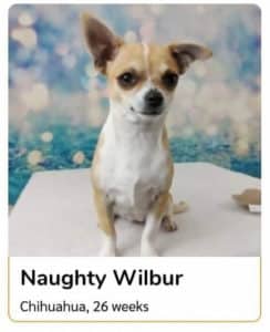 35 Hilariously-Creative Pet Names Shared By The “Petfinder Names ...
