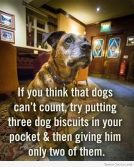 25 Memes That Will Only Be Funny If You Have A Dog.