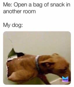 25 Memes That Will Only Be Funny If You Have A Dog.