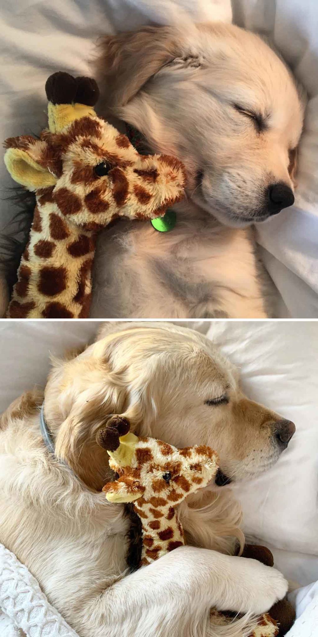 25 Adorable Dogs Growing Up With Their Favorite Stuffed Toys