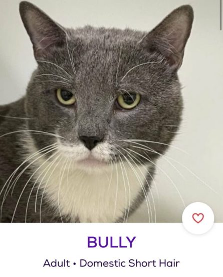 35 Hilariously-Creative Pet Names Shared By The “Petfinder Names ...