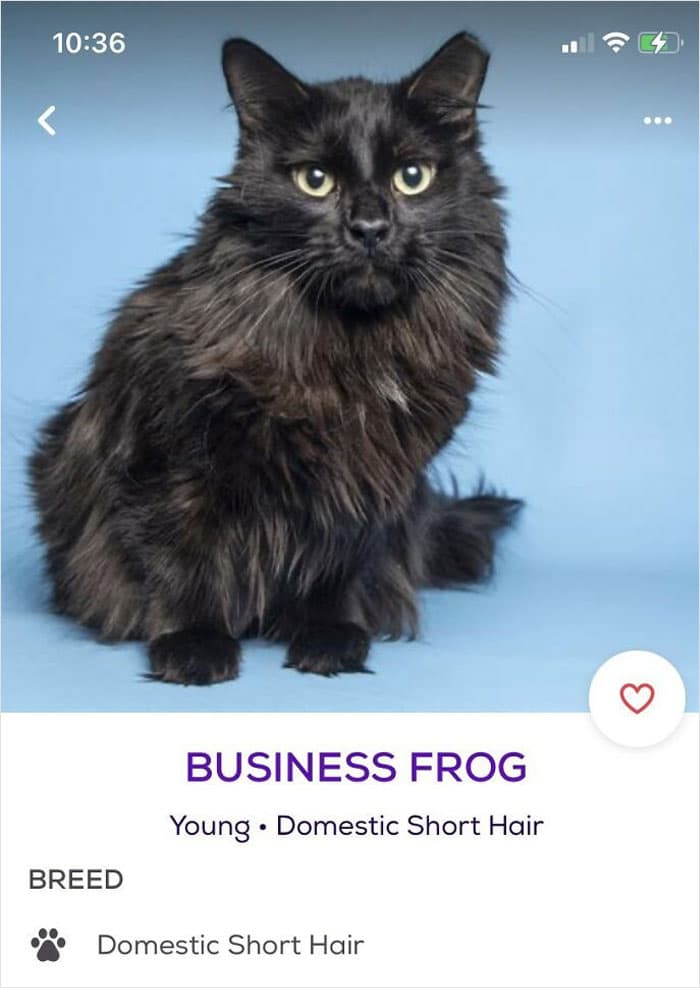 35 Hilariously Creative Pet Names Shared By The Petfinder Names 35 Hilariously Creative Pet Names Shared By The Petfinder Names