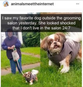 25 Memes That Will Only Be Funny If You Have A Dog.