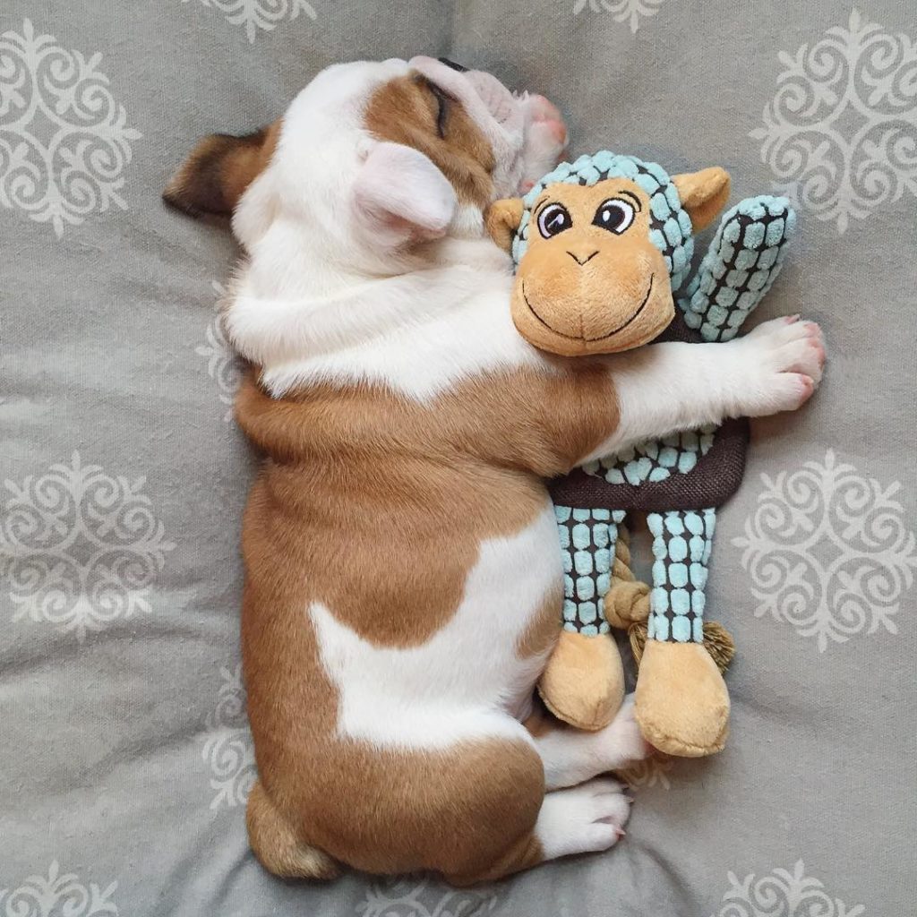 25 Adorable Dogs Growing Up With Their Favorite Stuffed Toys