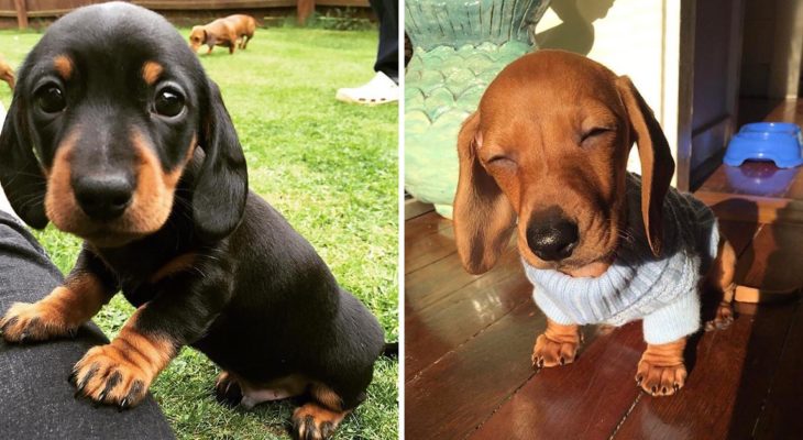 35 Wholesome Pics Of Dachshund Dogs To Put A Smile On Your Face