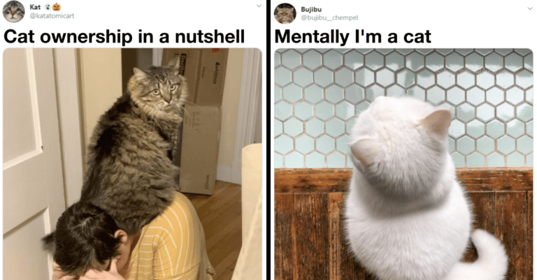 The Most Hilarious Cat Tweets Of The Week