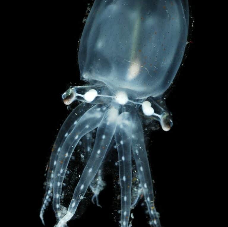 Transparent Animals That Prove This Planet Is a Miracle