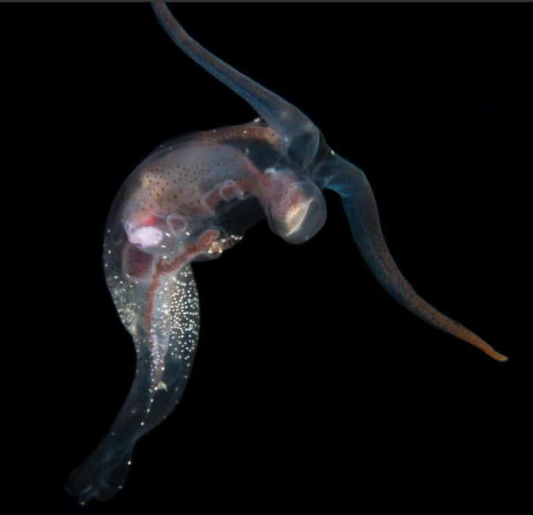 Transparent Animals That Prove This Planet Is a Miracle