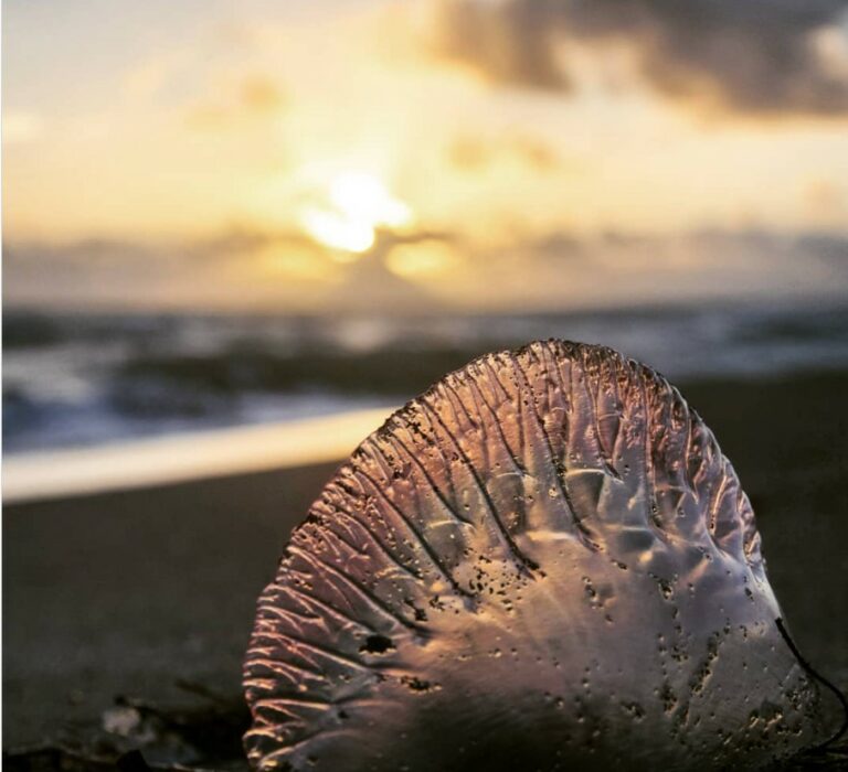 Transparent Animals That Prove This Planet Is a Miracle