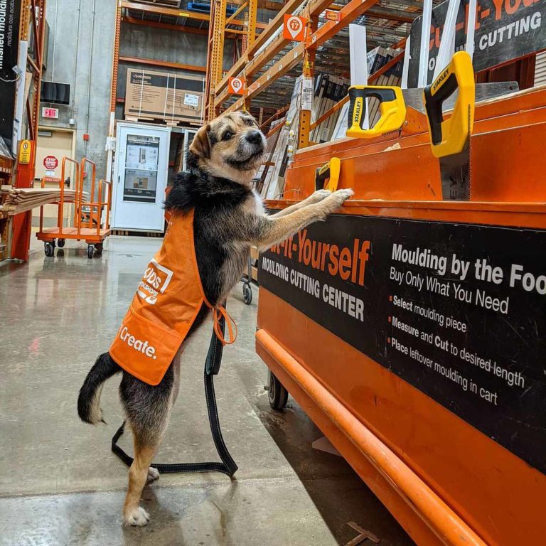Meet The Adorable Former Shelter Dog, Now Home Depot’s Newest And ...