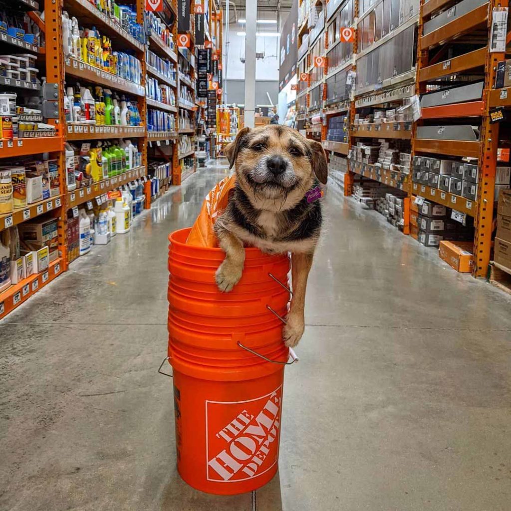 Meet The Adorable Former Shelter Dog, Now Home Depot’s Newest And ...