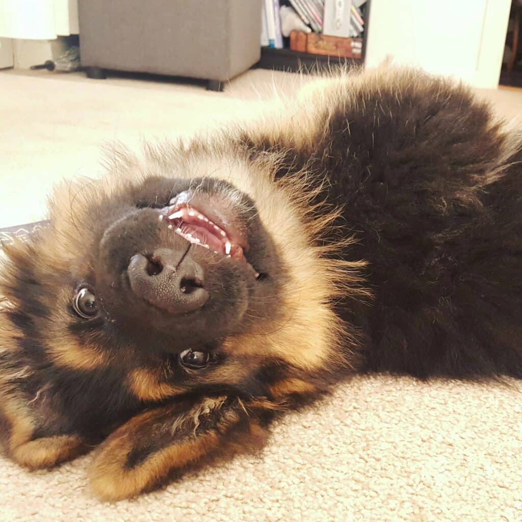 10 Photos That Prove That German Shepherds Are The Most Majestic Dogs ...