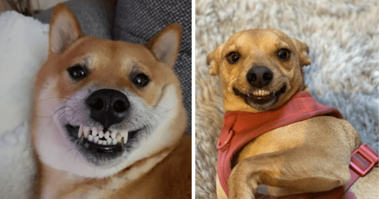 Dogs Whose Toothy Grins Made Us Smile Too (15 Pics)