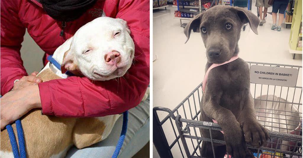 Adorable Dogs On Their First Day Of Adoption (24 Pics)