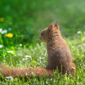 This Photographer Shares 35 Pictures Showing Different Squirrel Emotions