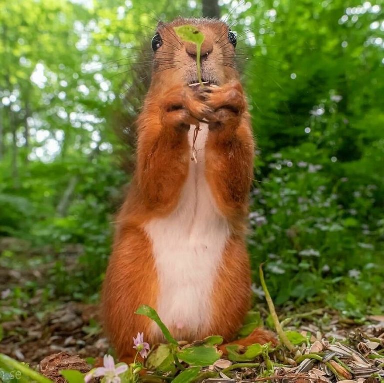 This Photographer Shares 35 Pictures Showing Different Squirrel Emotions