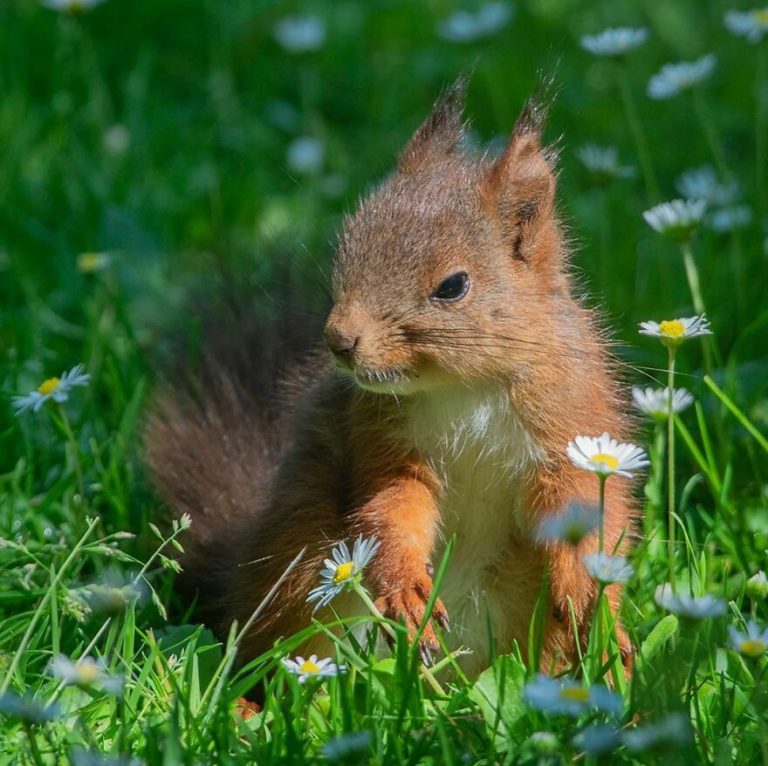 This Photographer Shares 35 Pictures Showing Different Squirrel Emotions