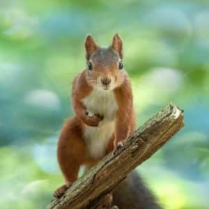 This Photographer Shares 35 Pictures Showing Different Squirrel Emotions