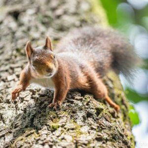 This Photographer Shares 35 Pictures Showing Different Squirrel Emotions