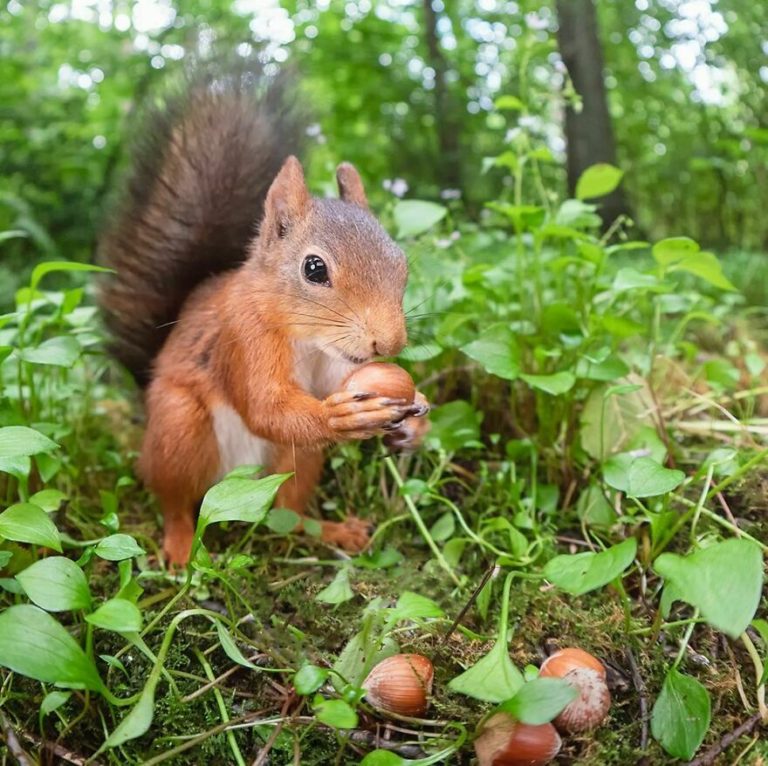 This Photographer Shares 35 Pictures Showing Different Squirrel Emotions