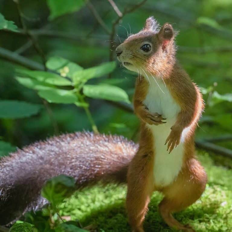This Photographer Shares 35 Pictures Showing Different Squirrel Emotions