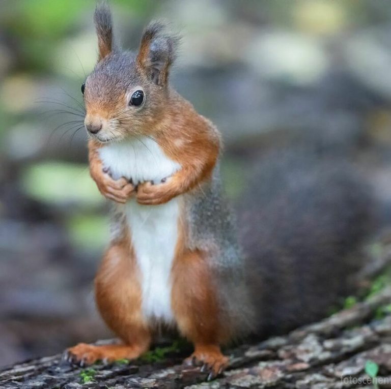 This Photographer Shares 35 Pictures Showing Different Squirrel Emotions