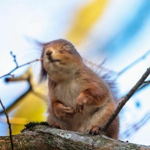 This Photographer Shares 35 Pictures Showing Different Squirrel Emotions