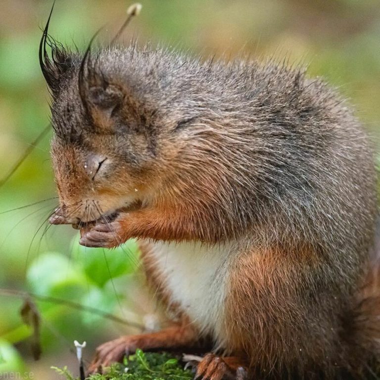 This Photographer Shares 35 Pictures Showing Different Squirrel Emotions