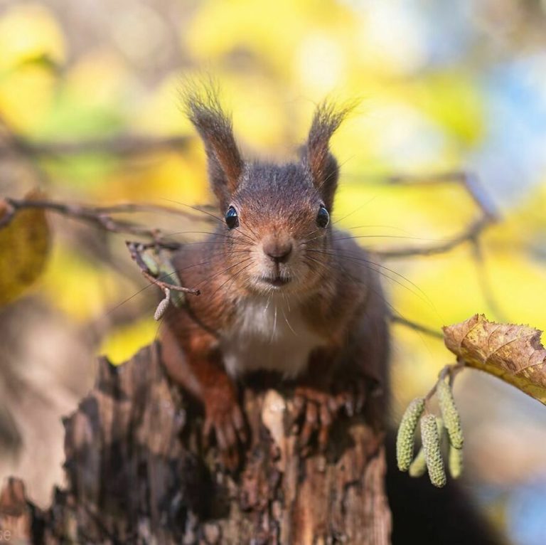 This Photographer Shares 35 Pictures Showing Different Squirrel Emotions