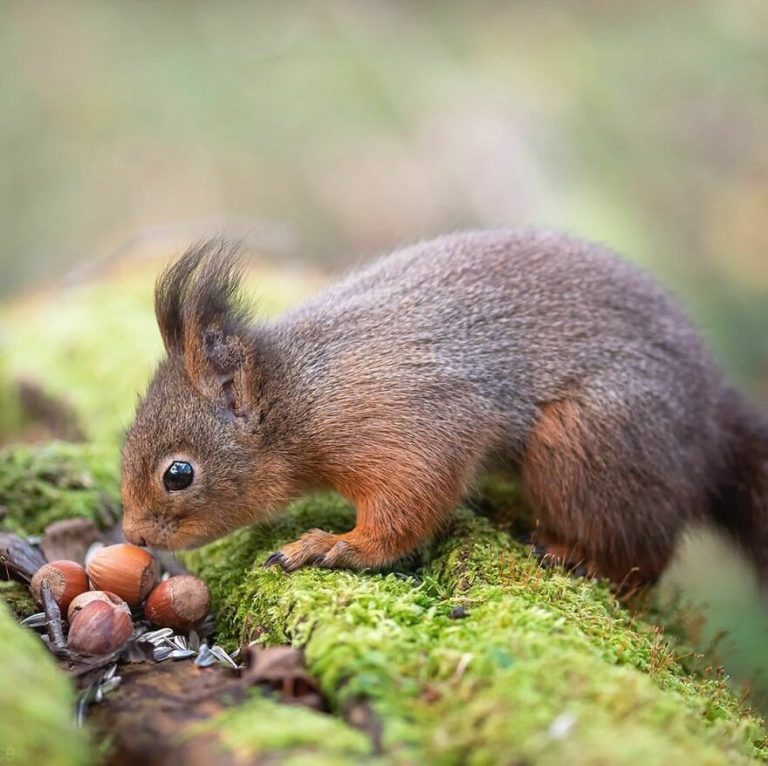 This Photographer Shares 35 Pictures Showing Different Squirrel Emotions