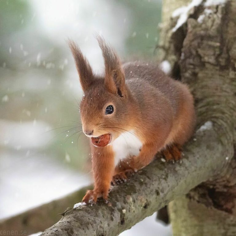 This Photographer Shares 35 Pictures Showing Different Squirrel Emotions
