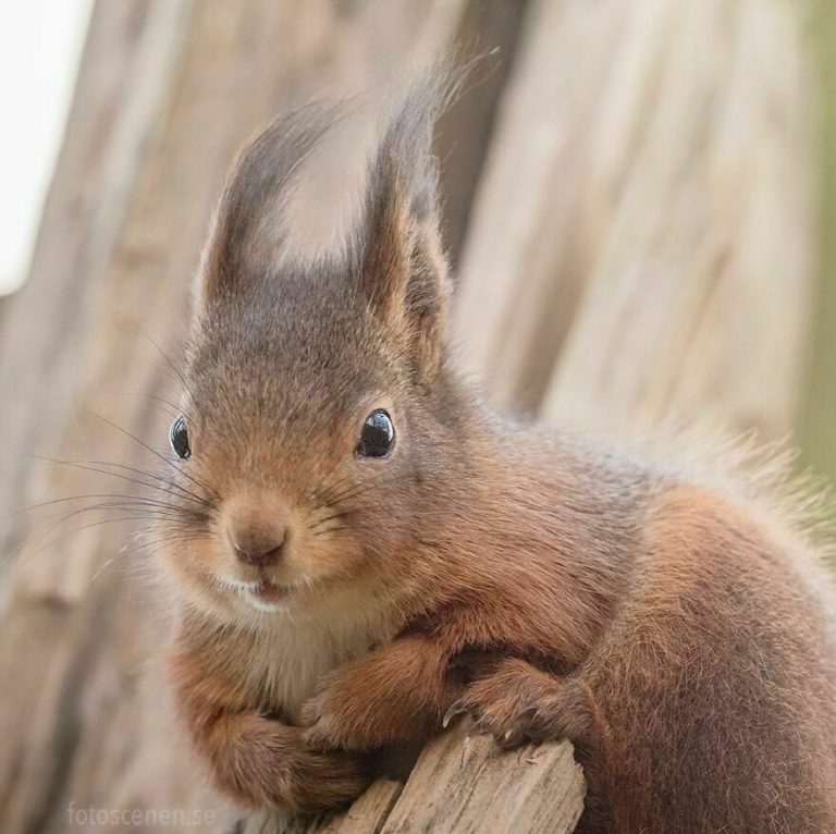 This Photographer Shares 35 Pictures Showing Different Squirrel Emotions