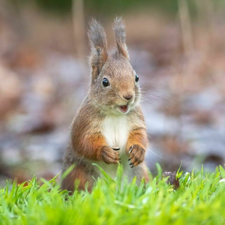 This Photographer Shares 35 Pictures Showing Different Squirrel Emotions
