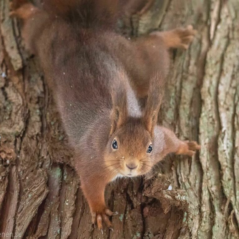 This Photographer Shares 35 Pictures Showing Different Squirrel Emotions