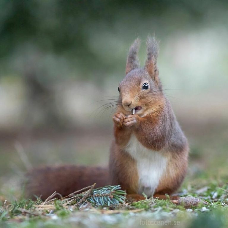 This Photographer Shares 35 Pictures Showing Different Squirrel Emotions