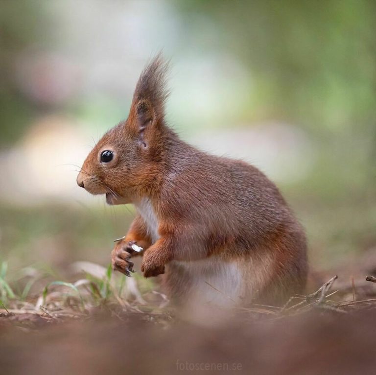 This Photographer Shares 35 Pictures Showing Different Squirrel Emotions
