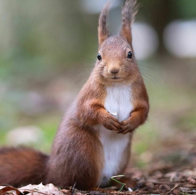 This Photographer Shares 35 Pictures Showing Different Squirrel Emotions