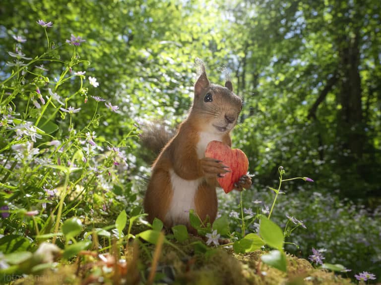This Photographer Shares 35 Pictures Showing Different Squirrel Emotions