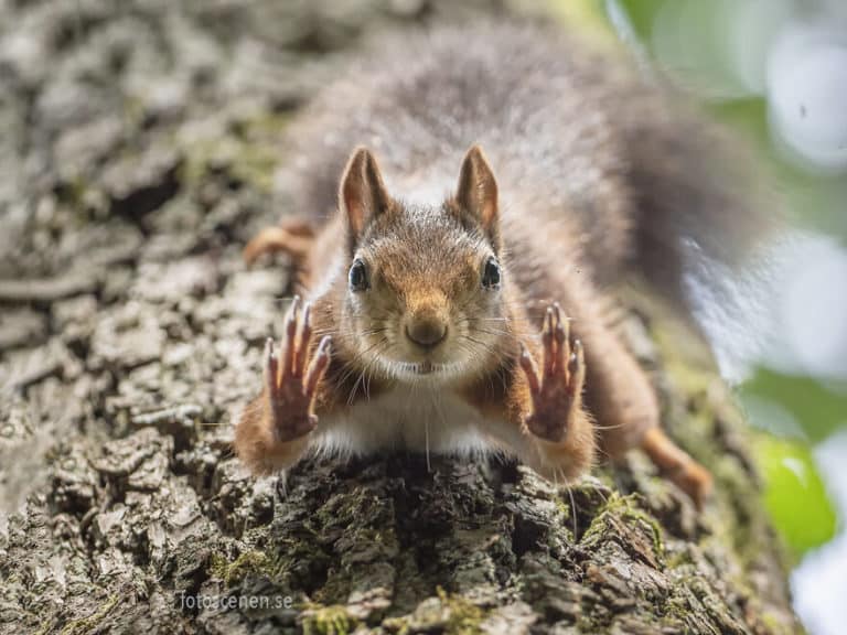 This Photographer Shares 35 Pictures Showing Different Squirrel Emotions