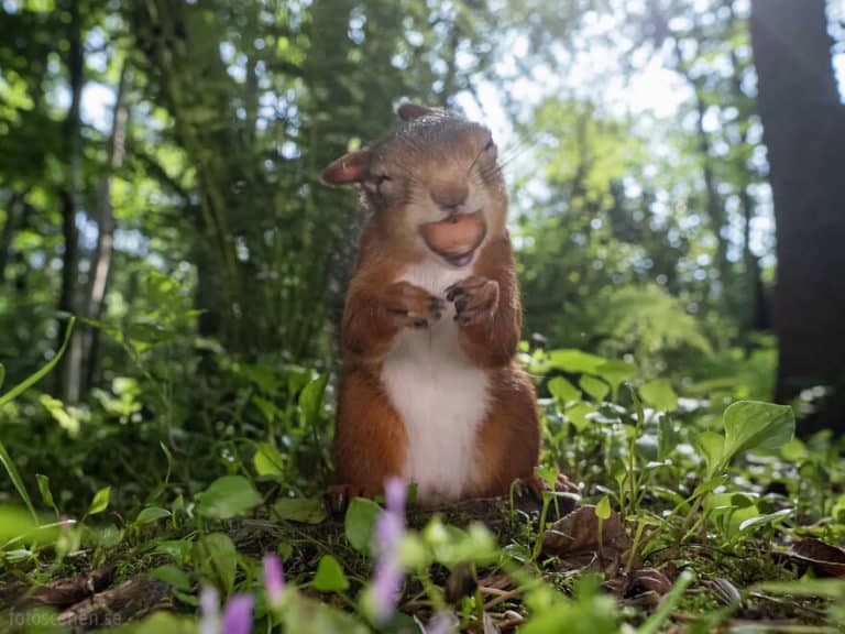 This Photographer Shares 35 Pictures Showing Different Squirrel Emotions