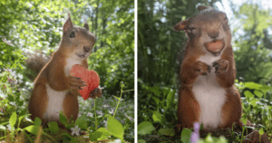 This Photographer Shares 35 Pictures Showing Different Squirrel Emotions