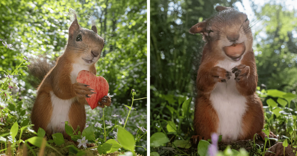 This Photographer Shares 35 Pictures Showing Different Squirrel Emotions