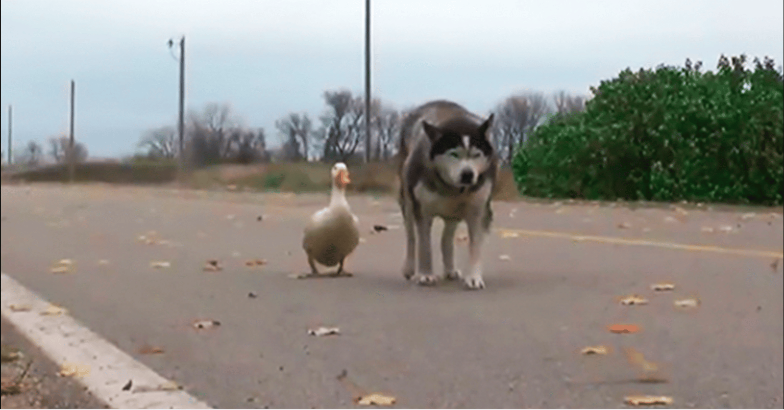 This Husky And Duck Surprises Everyone With Their Unusual Friendship