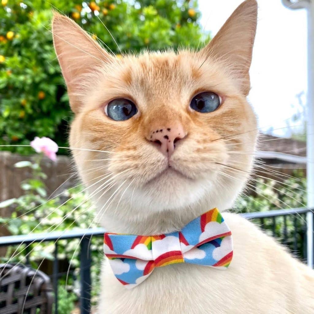 Marley, the Cat Who Always Seems Disappointed and Judging