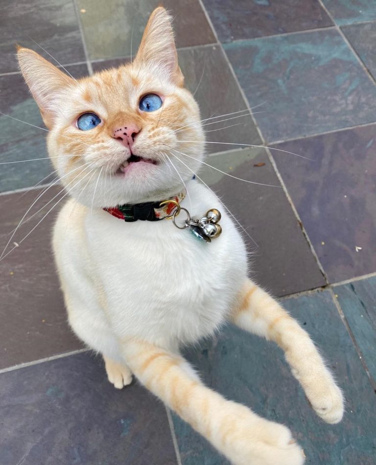 Marley, the Cat Who Always Seems Disappointed and Judging
