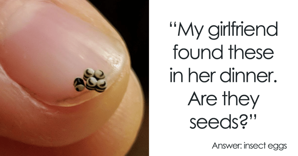 30 Times People Had No Idea What They Were Looking At But The Internet 30-times-people-had-no-idea-what-they-were-looking-at-but-the-internet
