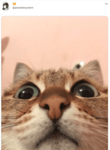 16 Cat Selfies That Went Way Too Close to the Camera