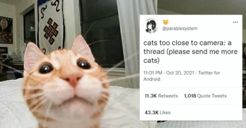 16 Cat Selfies That Went Way Too Close to the Camera