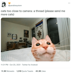 16 Cat Selfies That Went Way Too Close to the Camera