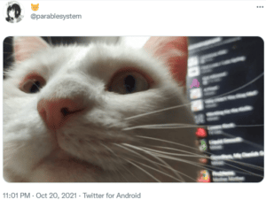 16 Cat Selfies That Went Way Too Close to the Camera